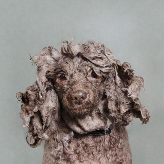 Funny Dog Wash Pictures By Sophie Gamand