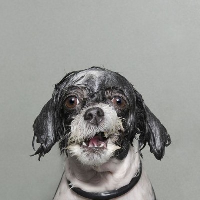 Funny Dog Wash Pictures By Sophie Gamand