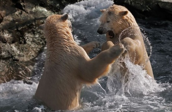 Amazing Extreme Nature Top 50 Awesome Animal Attacks Stock Photo Album