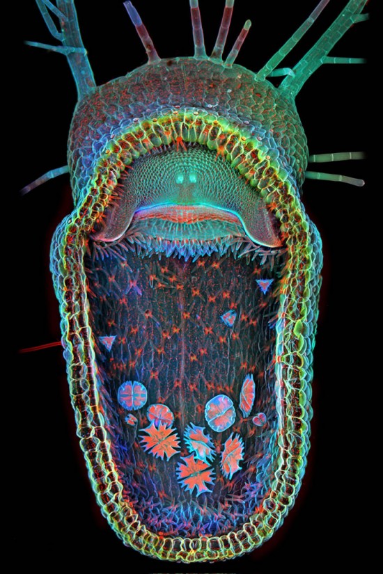 Microscope Top 10 Images Of The Year