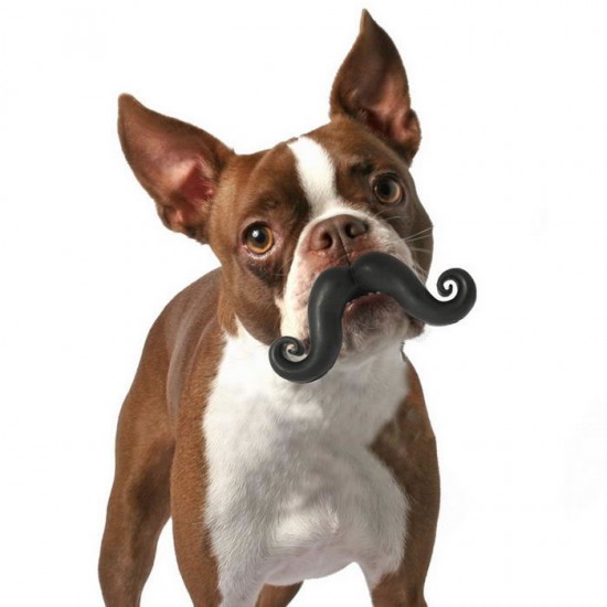 Top 10 Most Creative Pet Dog Accessories