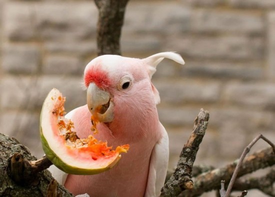 20 Pictures Of Beautifully Colorful Parrots
