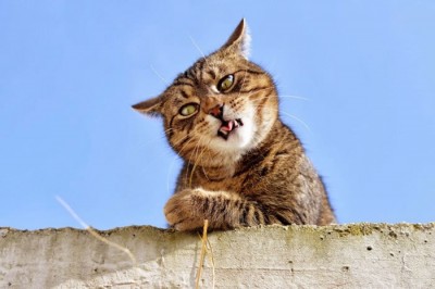 Hilarious High Resolution Images Of Animals Making Funny Faces