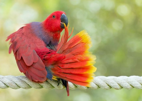 20 Pictures Of Beautifully Colorful Parrots