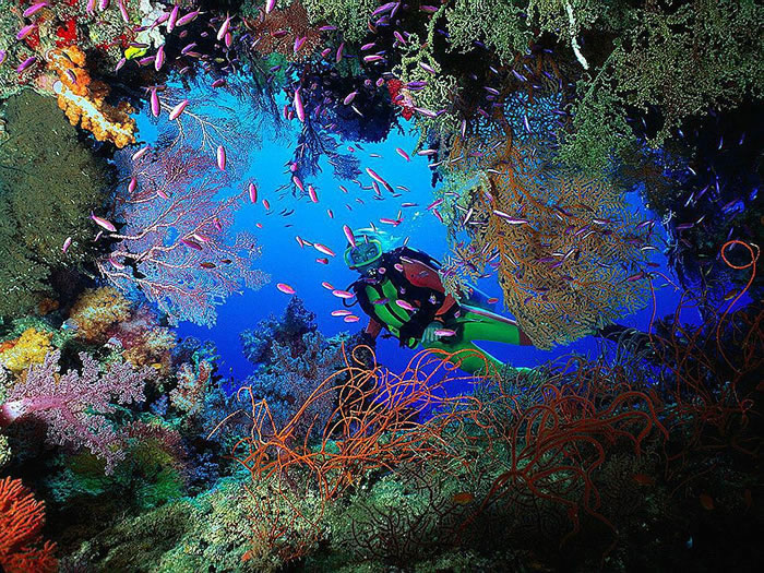 Mesoamerican Reef - Home