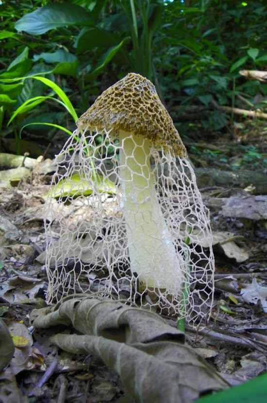 Mushroom Science Fiction Or Fact 21 Surreal Fungi