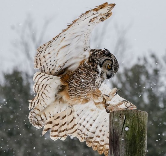 21 Amazing Owl Photos To Take Your Breath Away