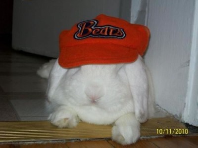 Cute Rabbits Sleepy Time 30 Adorable Snoozing Bunnies