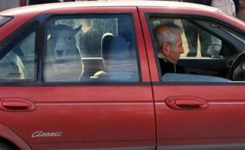 12 Crazy Photos Of Animals In Transport