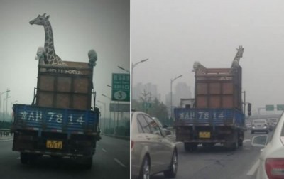 12 Crazy Photos Of Animals In Transport