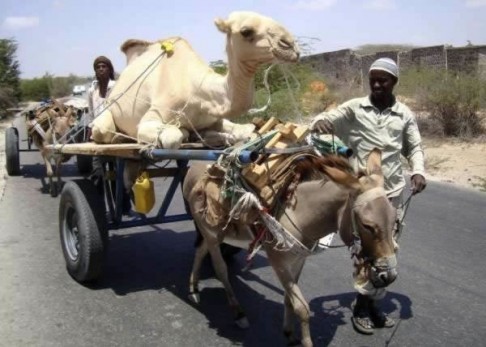 12 Crazy Photos Of Animals In Transport