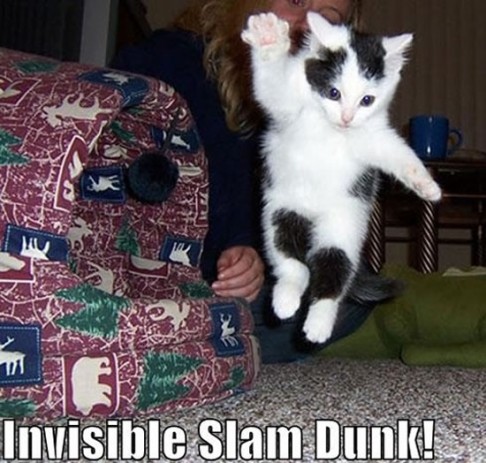 17 Of The Best Invisible Cat Pictures