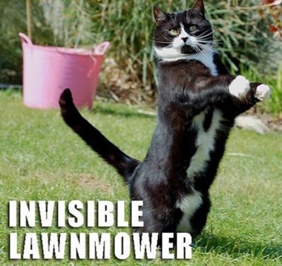 17 Of The Best Invisible Cat Pictures