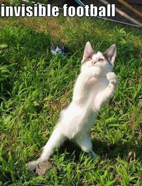 17 Of The Best Invisible Cat Pictures