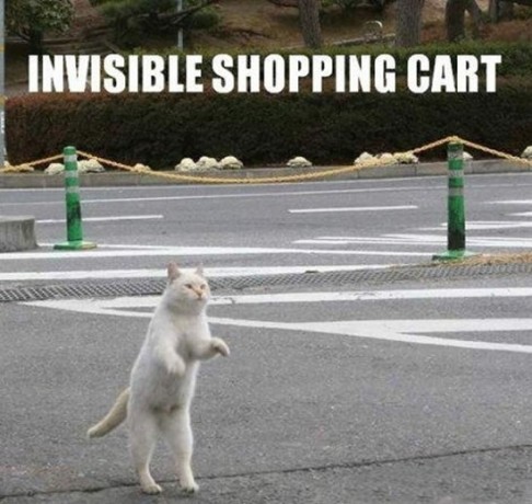 17 Of The Best Invisible Cat Pictures