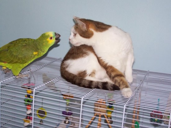 20 Adorable Pictures Of Cats And Parrots As Friends