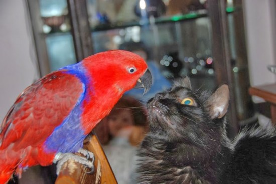 20 Adorable Pictures Of Cats And Parrots As Friends