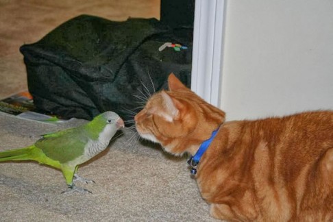 20 Adorable Pictures Of Cats And Parrots As Friends