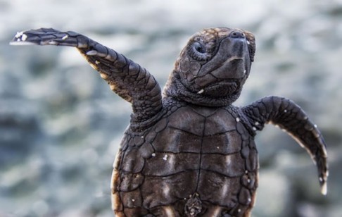 25 Amazing Pictures Of Sea Turtles