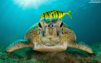 25 Amazing Pictures Of Sea Turtles