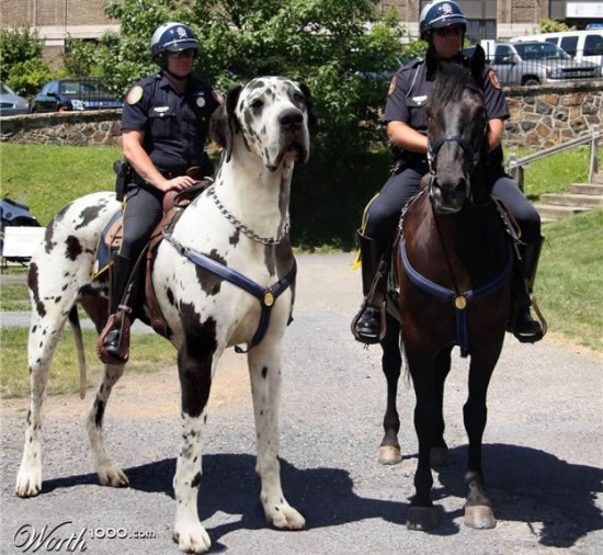 Top 25 Scaled Mutant Animals Photos Contest Entries