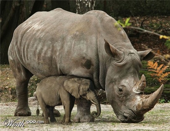 Top 25 Scaled Mutant Animals Photos Contest Entries