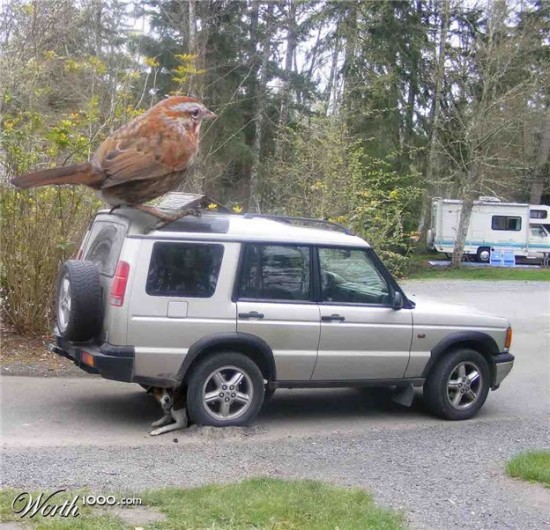 Top 25 Scaled Mutant Animals Photos Contest Entries