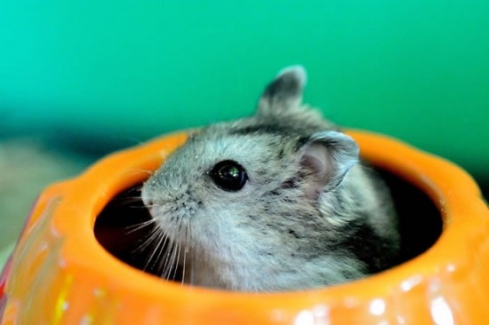 These 15 Cute Hamster Pictures Will Melt Your Heart