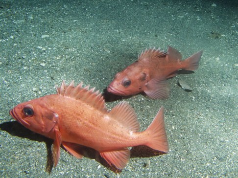 Top Ten Longest Living Animals On The Planet