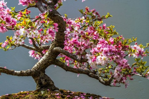 21 Amazing Bonsai Photos From Around The World