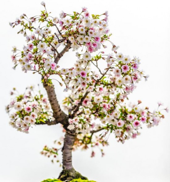 21 Amazing Bonsai Photos From Around The World