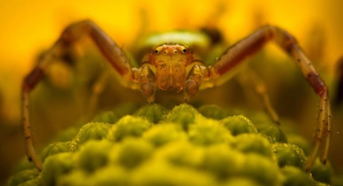 Macro Photography Amazing Miniature World Of Insects