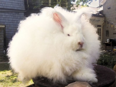 Out Of Control Nature Photos Of 25 Real Life Giant Rabbits
