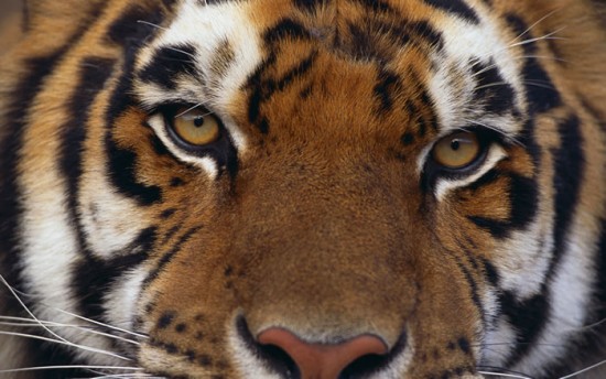 20 Unusual Facts About Tigers You Probably Didn't Know