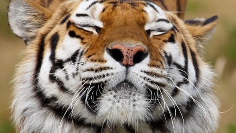 20 Unusual Facts About Tigers You Probably Didn't Know