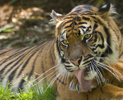 20 Unusual Facts About Tigers You Probably Didn't Know