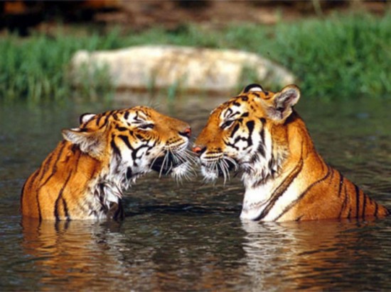 20 Unusual Facts About Tigers You Probably Didn't Know