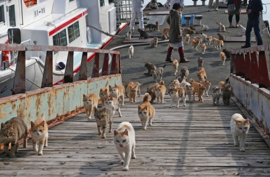 10 Small Island Getaways Taken Over By Cute Animals