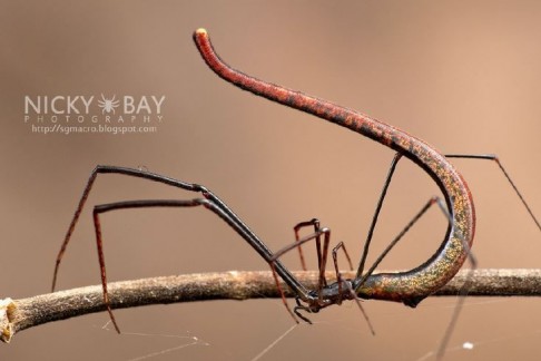 Freaky Spiders That Would Shock Even A Bug Exterminator