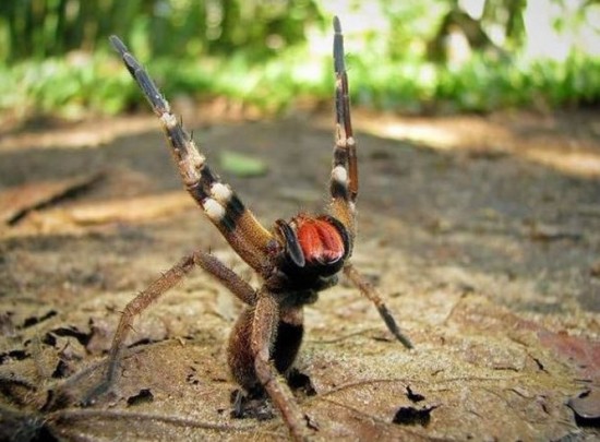 Freaky Spiders That Would Shock Even A Bug Exterminator
