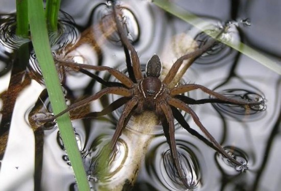 Freaky Spiders That Would Shock Even A Bug Exterminator