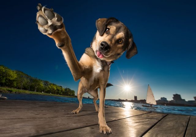12 Funny Pet Photography Ideas